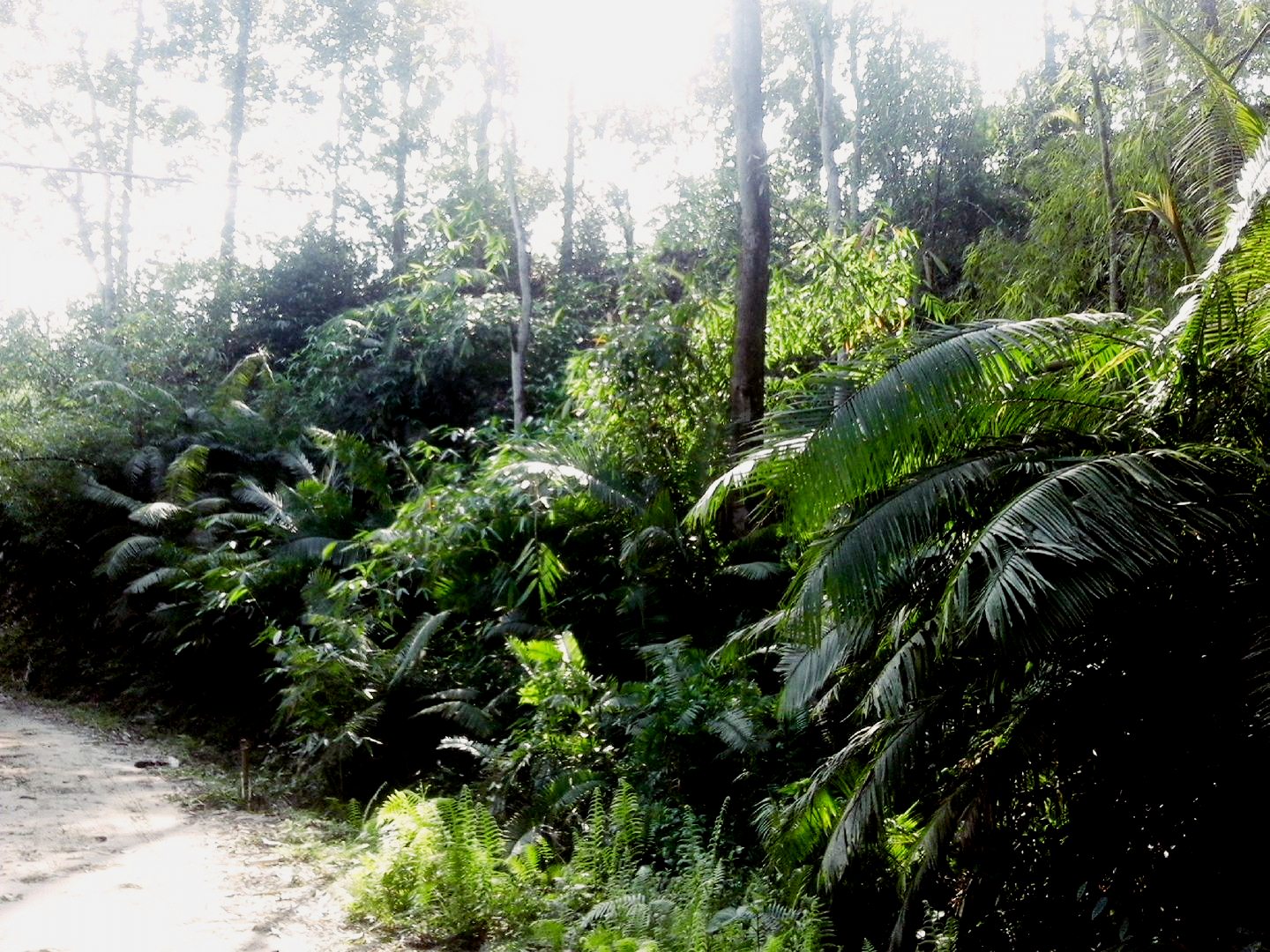 Khadimnagar National Park Sylhet | খাদিমনগর জাতীয় উদ্যান ভ্রমণ