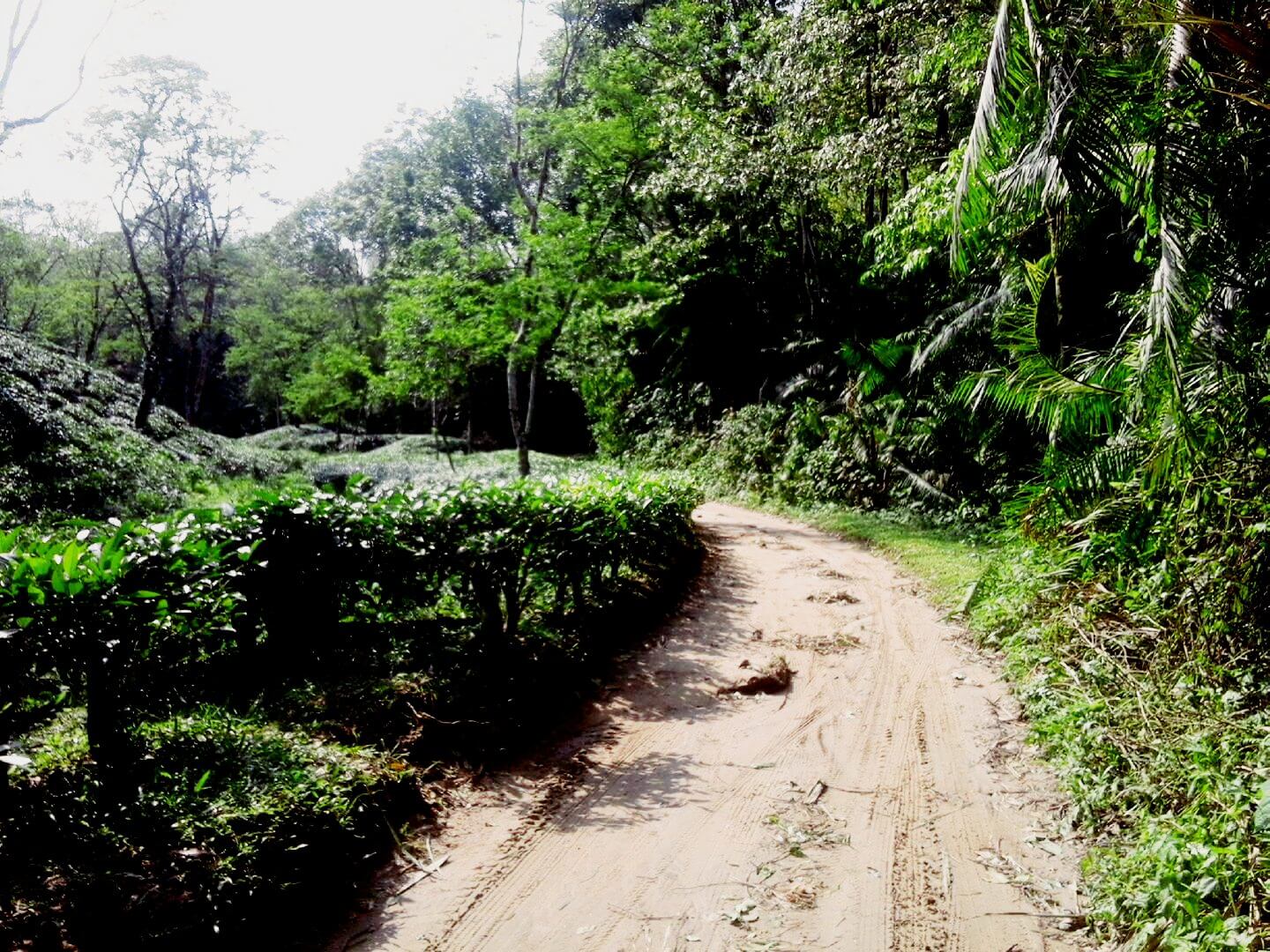 Khadimnagar National Park Sylhet | খাদিমনগর জাতীয় উদ্যান ভ্রমণ