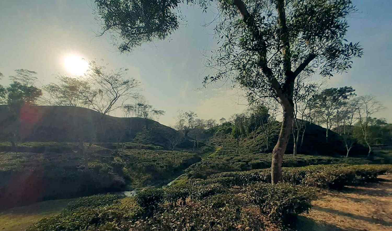 Tea Gardens in Sylhet | Visit Nearby Tea Gardens in Sylhet City